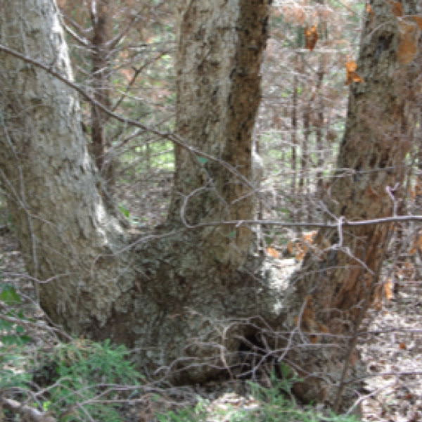 Oak trees | Project Noah