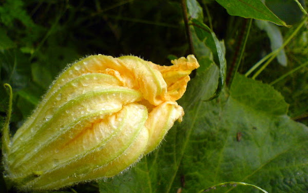 Squash blossom, Calabaza, Pumpkin | Project Noah