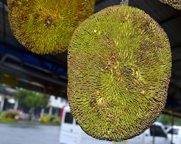 Marang | Project Noah