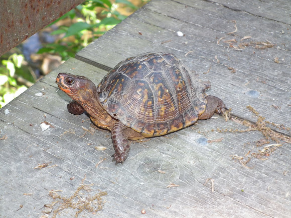 Three-toed Box Turtle | Project Noah