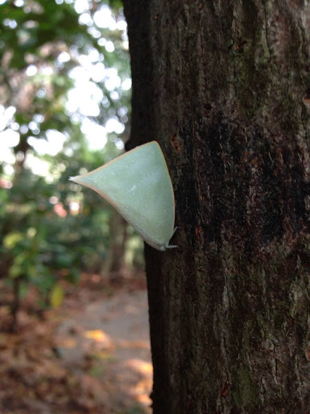 Flatid Plant Hopper | Project Noah