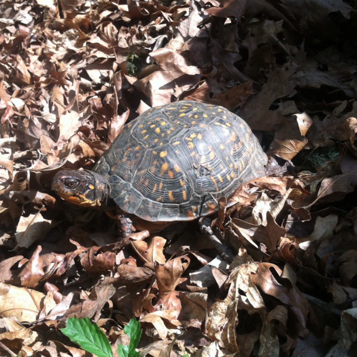 Eastern Box Turtle | Project Noah