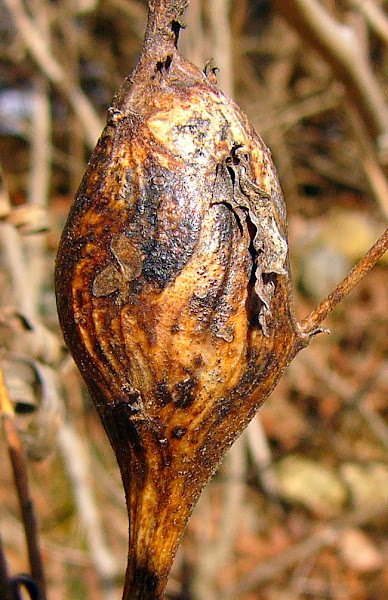 Goldenrod Gall Fly | Project Noah
