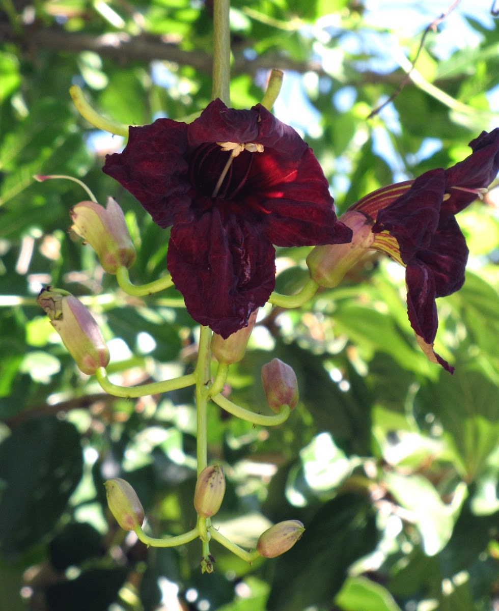 Sausage Tree | Project Noah