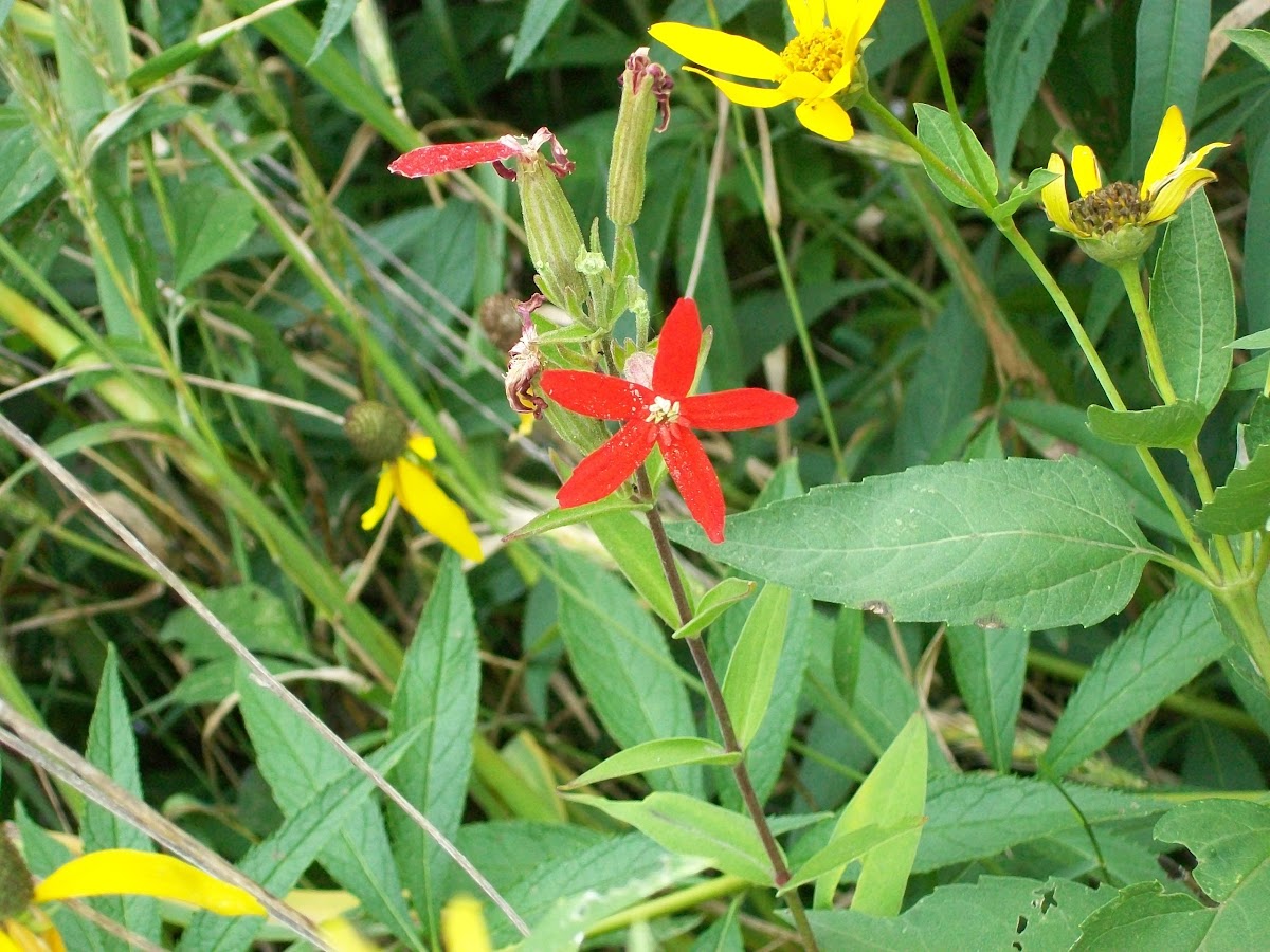 Royal Catchfly | Project Noah