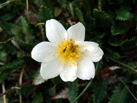 Mountain Dryad | Project Noah