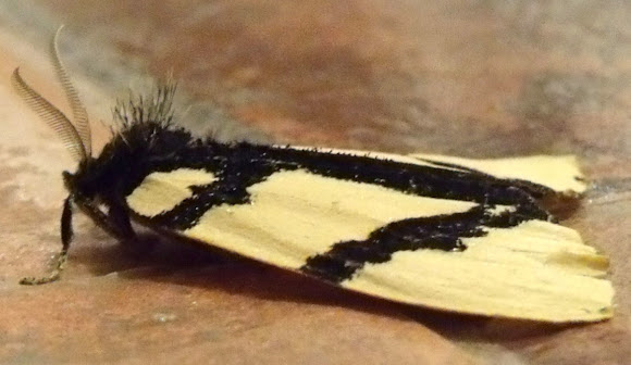 Lymantrid moth | Project Noah