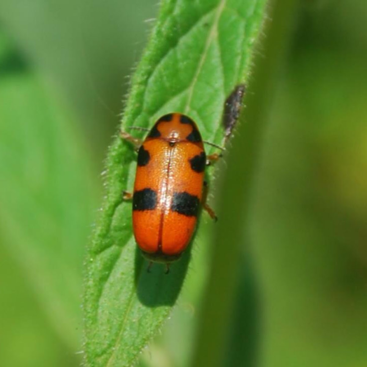 Leaf beetle | Project Noah