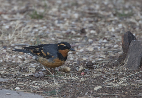 Varied Thrush | Project Noah