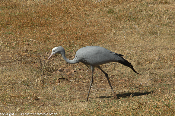 Blue Crane | Project Noah