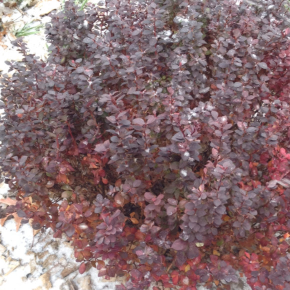 American Barberry | Project Noah