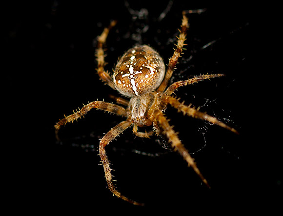 Cross Spider (female) | Project Noah