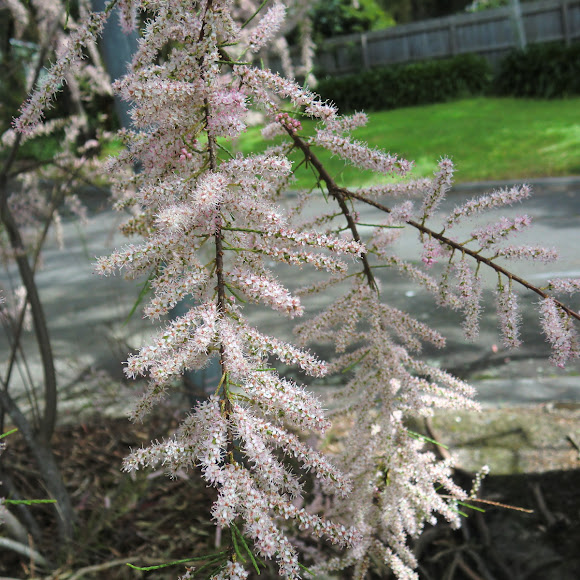 Athel Tree | Project Noah