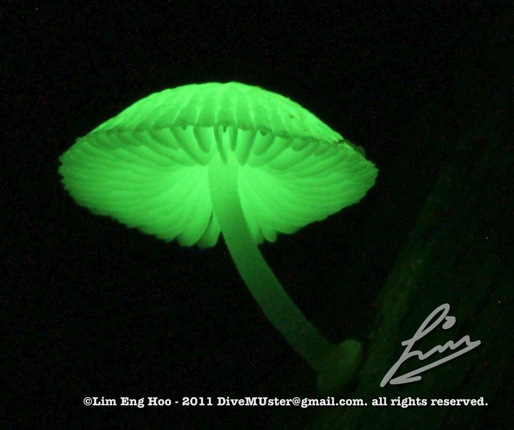 Lunar Mushroom | Project Noah