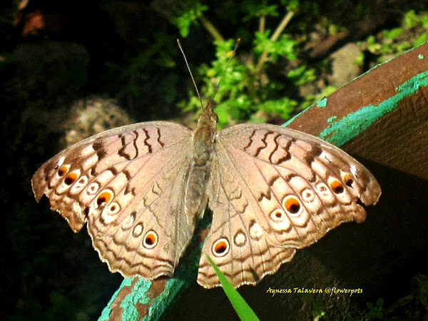 Grey Pansy | Project Noah