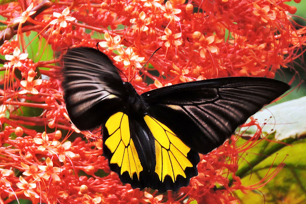 The Southern Birdwing (male) | Project Noah