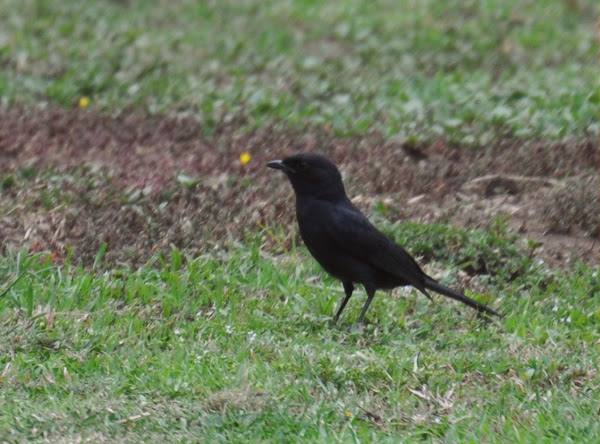 Fork-tailed Drongo | Project Noah