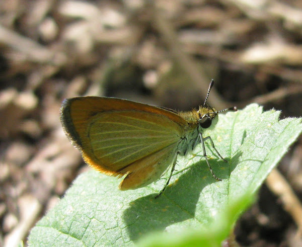 Least Skipper | Project Noah