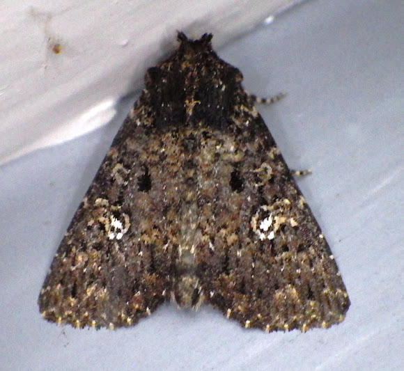 Dusky Groundling | Project Noah