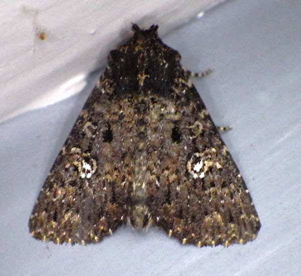 Dusky Groundling | Project Noah