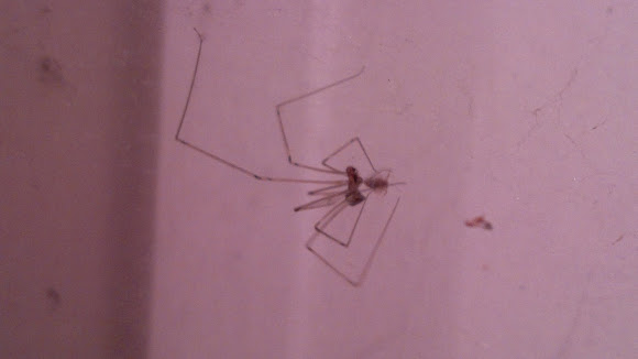 Cellar spider | Project Noah