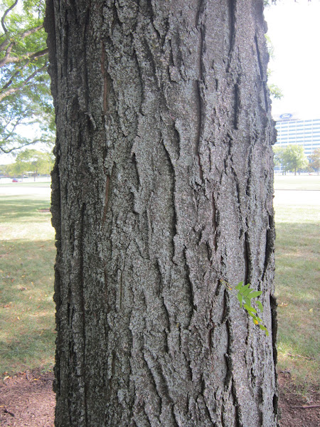 Honey Locust | Project Noah