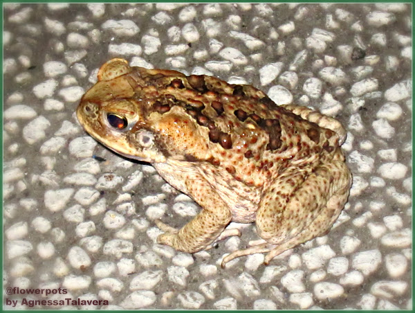 Cane Toad (Juvenile) | Project Noah