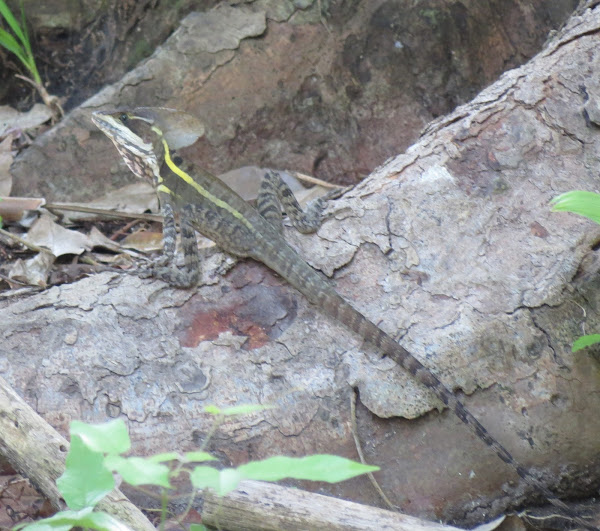 Jesus Lizard | Project Noah