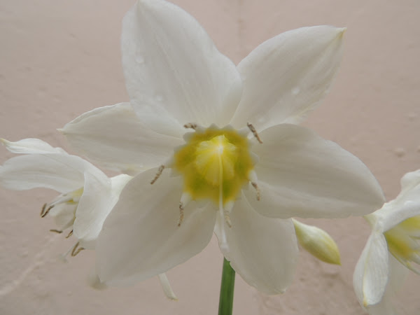 Flower of St. Joseph/Narcissus | Project Noah