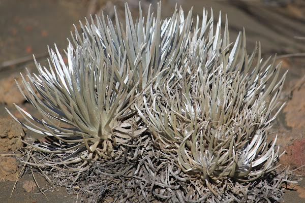 Mauna Kea silversword | Project Noah