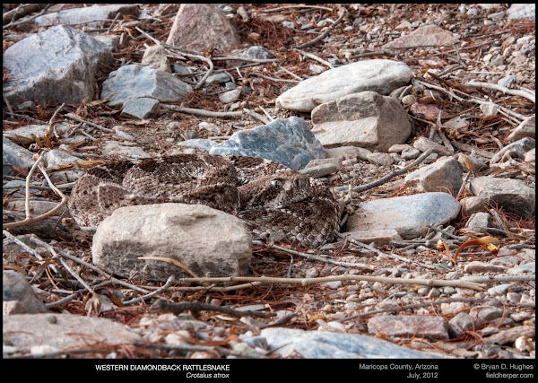 Western Diamondback Rattlesnake | Project Noah
