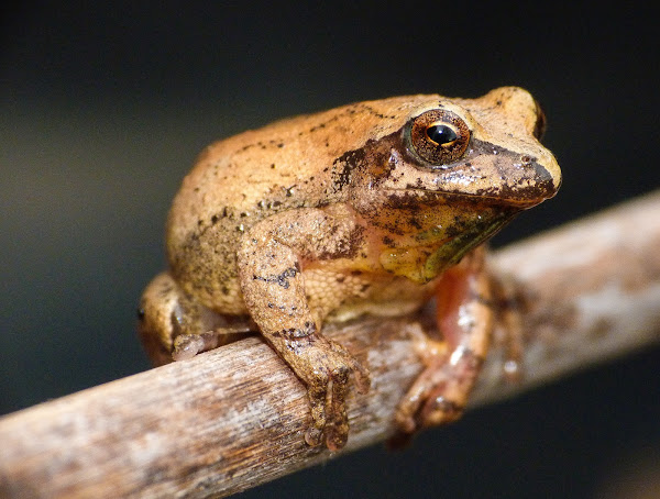 Spring peeper (male) | Project Noah