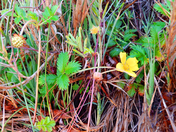 Silverweed | Project Noah