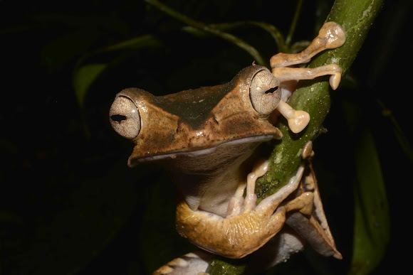 File-Eared Tree Frog / Borneo Eared Frog | Project Noah