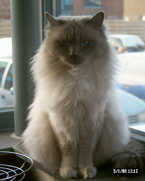 Heilige Birmaan/Holy birman | Project Noah