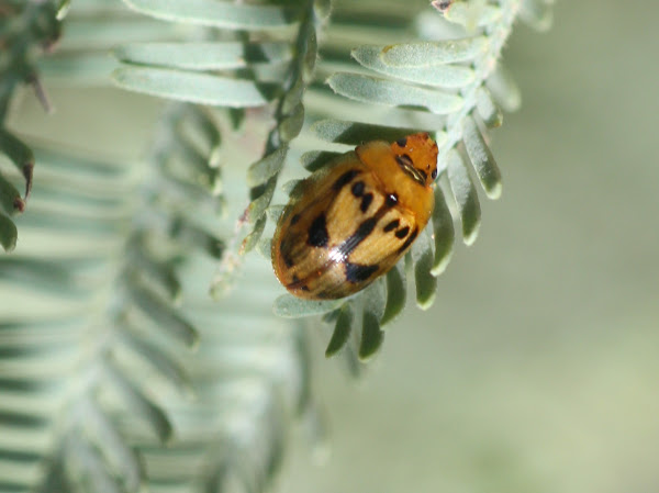 Acacia leaf beetle | Project Noah