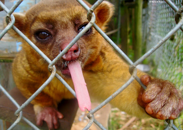 Kinkajou | Project Noah