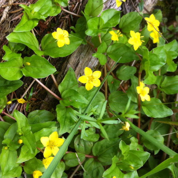 Yellow pimpernel | Project Noah