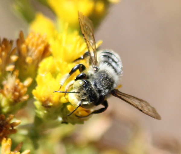 bee grey and black striped | Project Noah