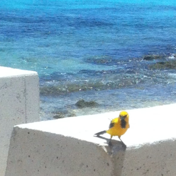 Yellow trupial / gele troepiaal | Project Noah