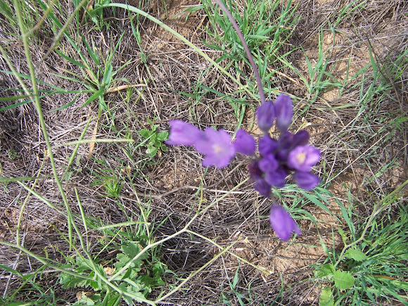 Blue Dick, Desert Hyacinth | Project Noah