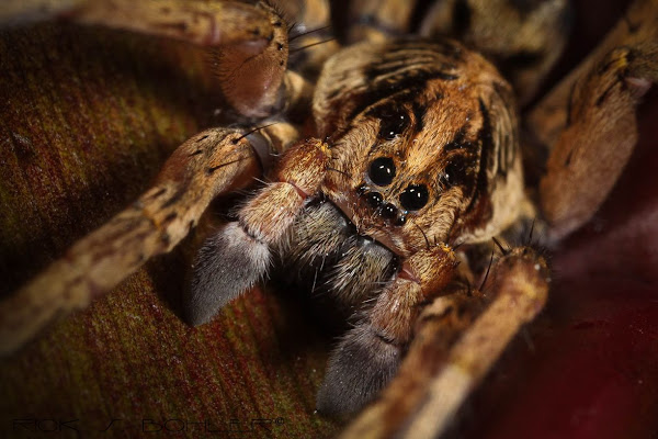 Field Wolf Spider | Project Noah
