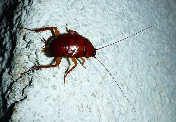 Humpbacked Cockroach | Project Noah