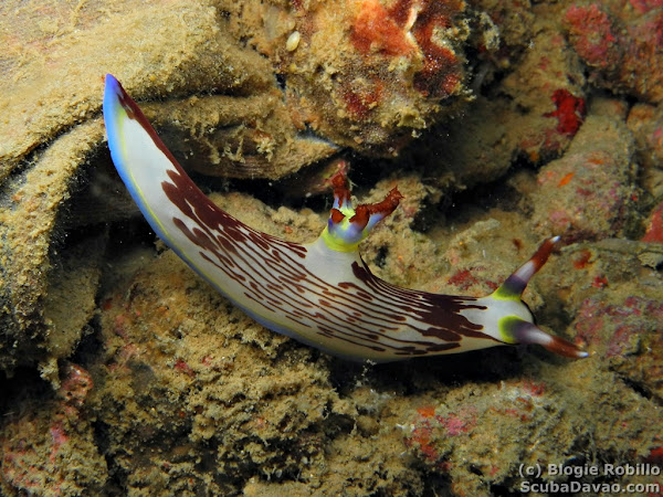 Lined Nembrotha | Project Noah