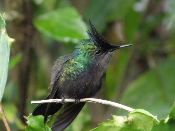 Antillean Crested Hummingbird | Project Noah