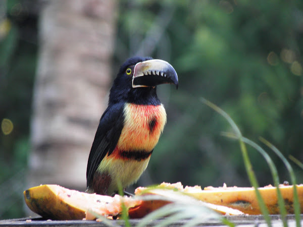 collared aracari eating | Project Noah