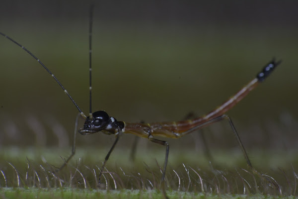 Stick Insect, Phasmid - Hatchling | Project Noah