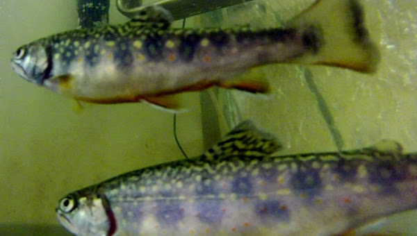 Eastern Brook Trout | Project Noah