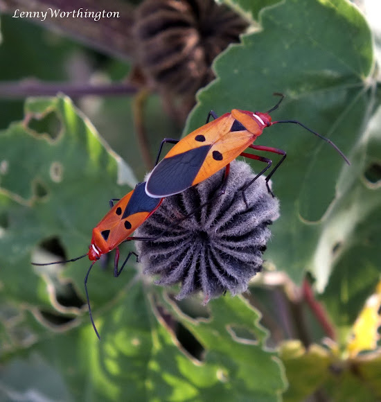 Red Cotton Bug | Project Noah