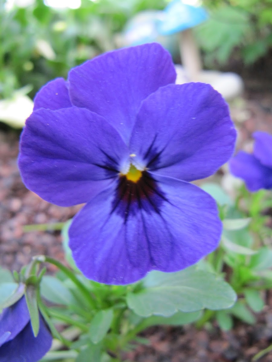 English Violet | Project Noah